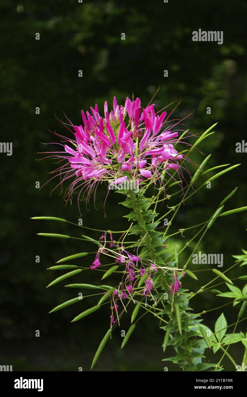 Spiny spiderflowers hi-res stock photography and images - Alamy