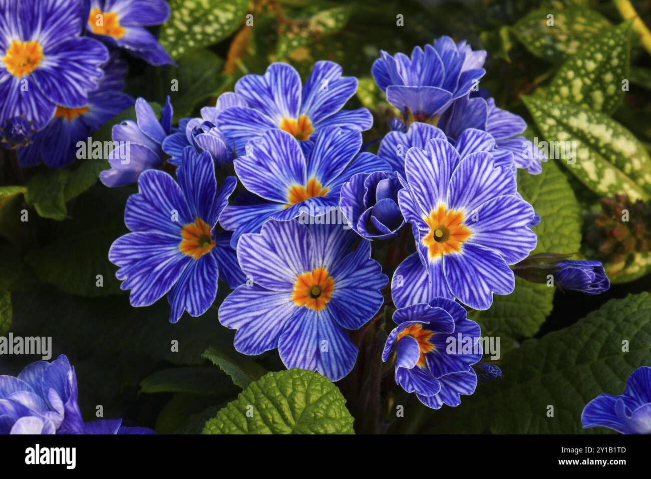 Primrose, Blue Zebra Stock Photo - Alamy