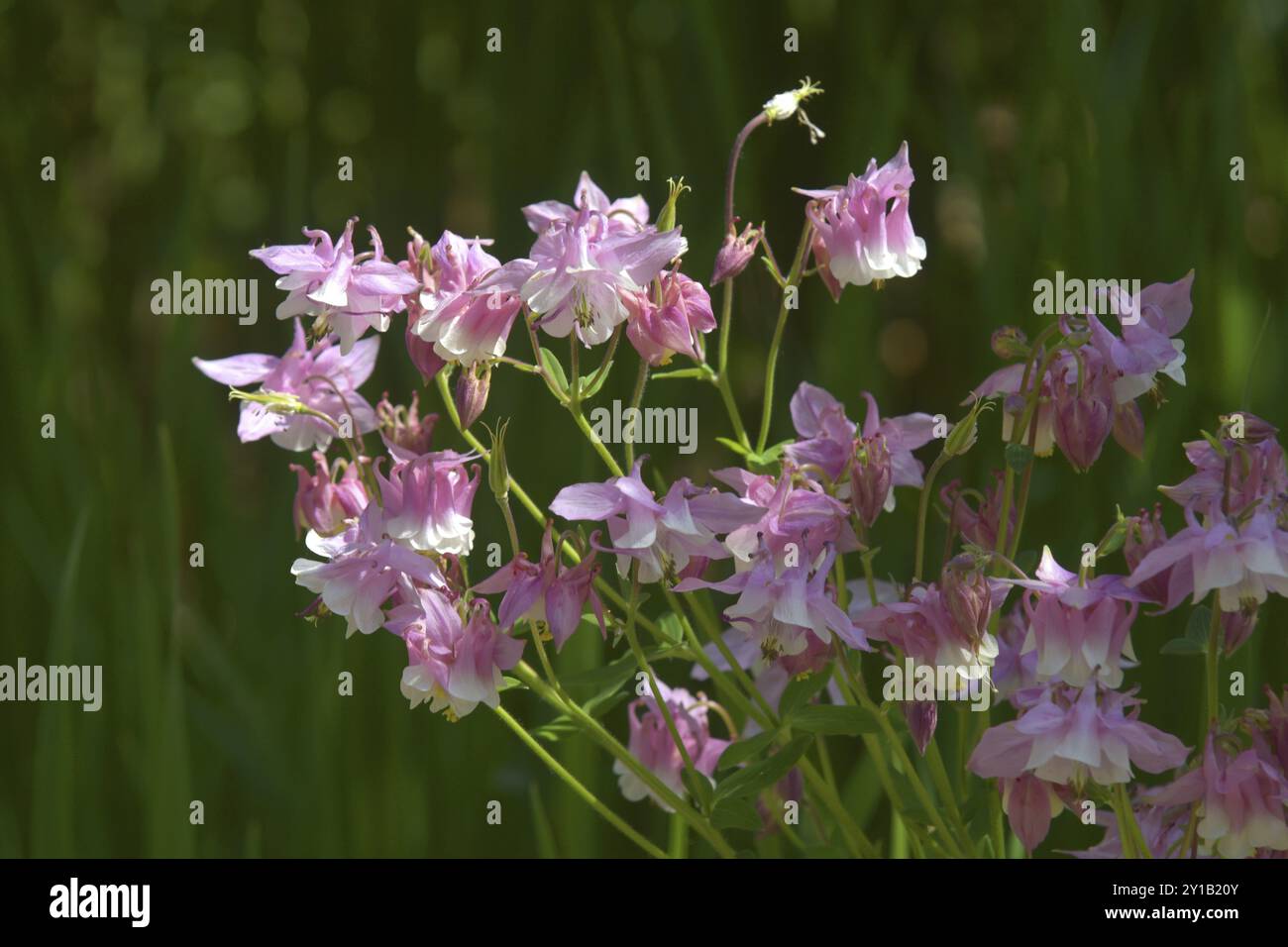 Columbine rose hi-res stock photography and images - Alamy