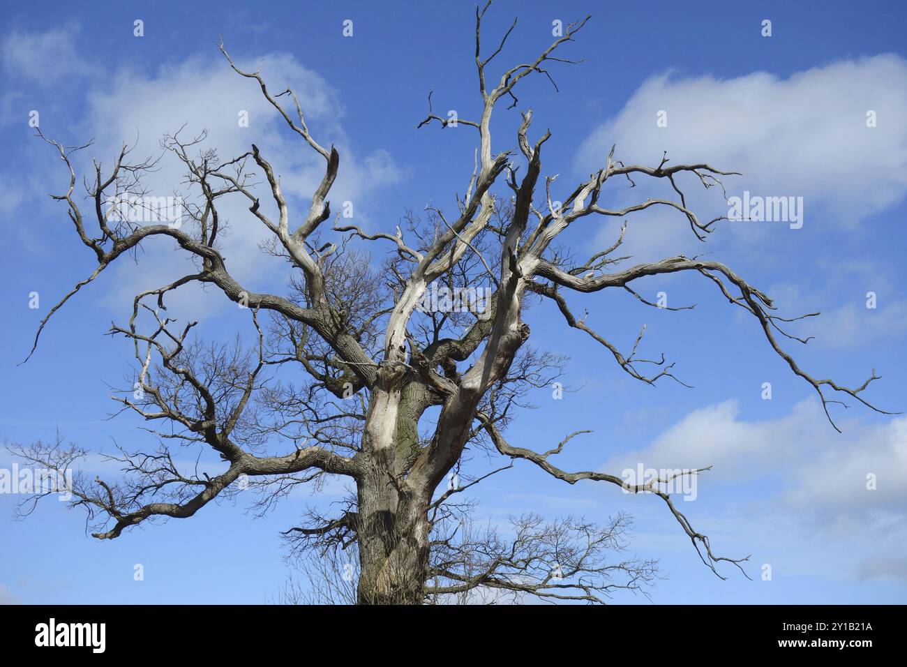 Dead oak tree Stock Photo - Alamy