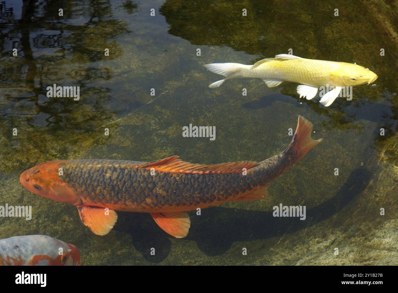 Koi habitat hi-res stock photography and images - Alamy