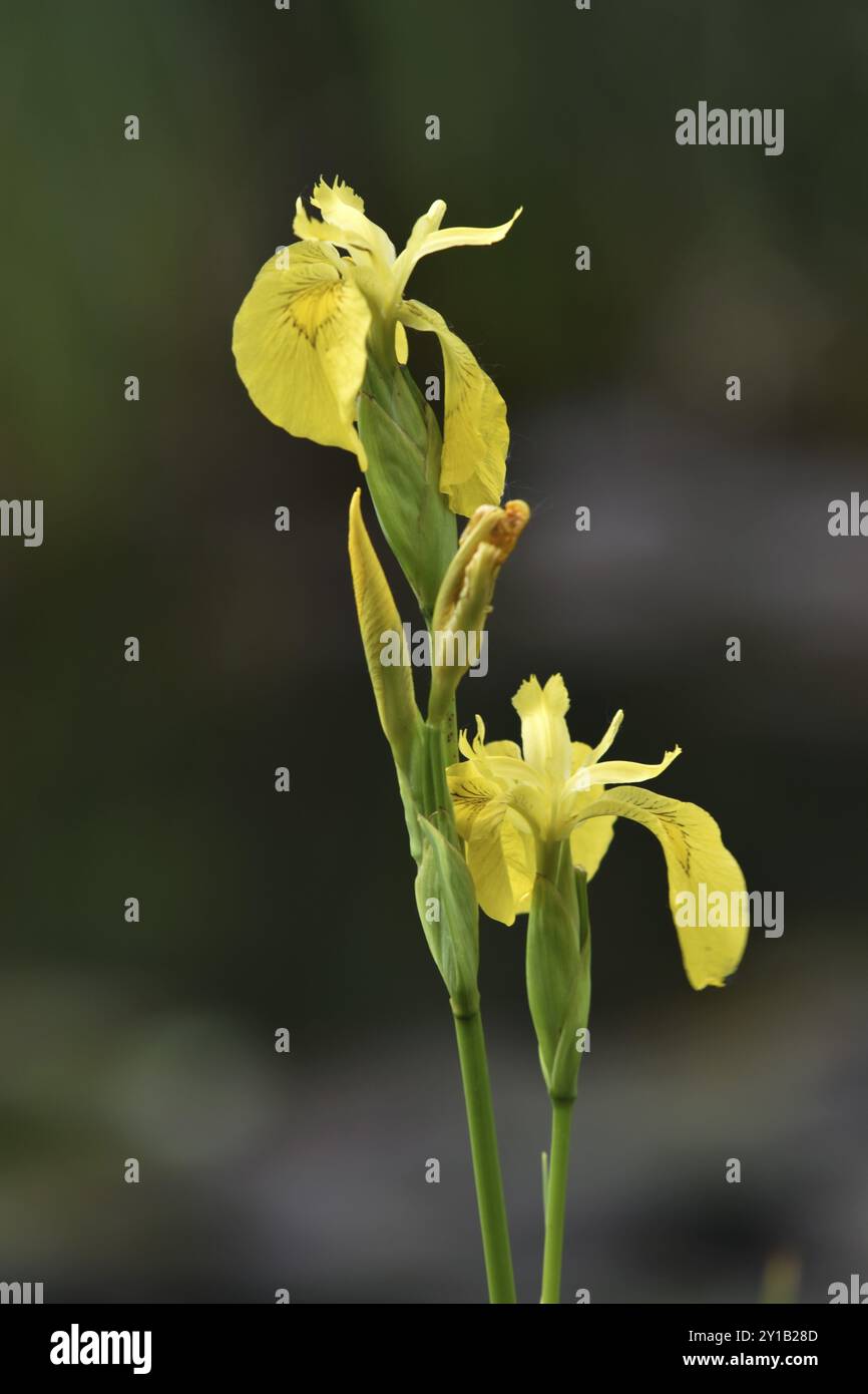 Swamp iris hi-res stock photography and images - Alamy
