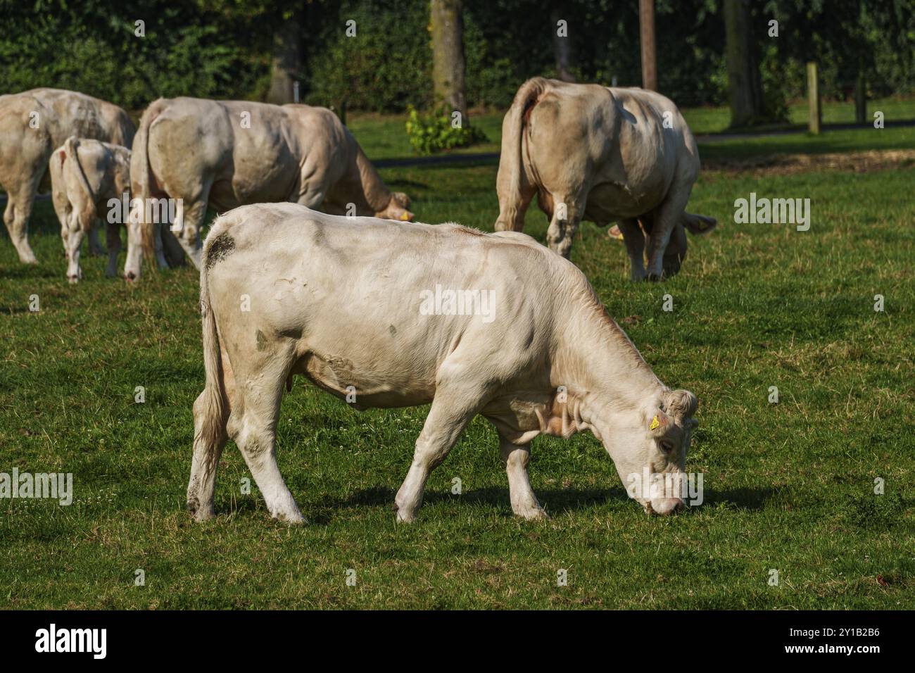 Cows grazing peacefully on a rural meadow, Weseke, Muensterland ...