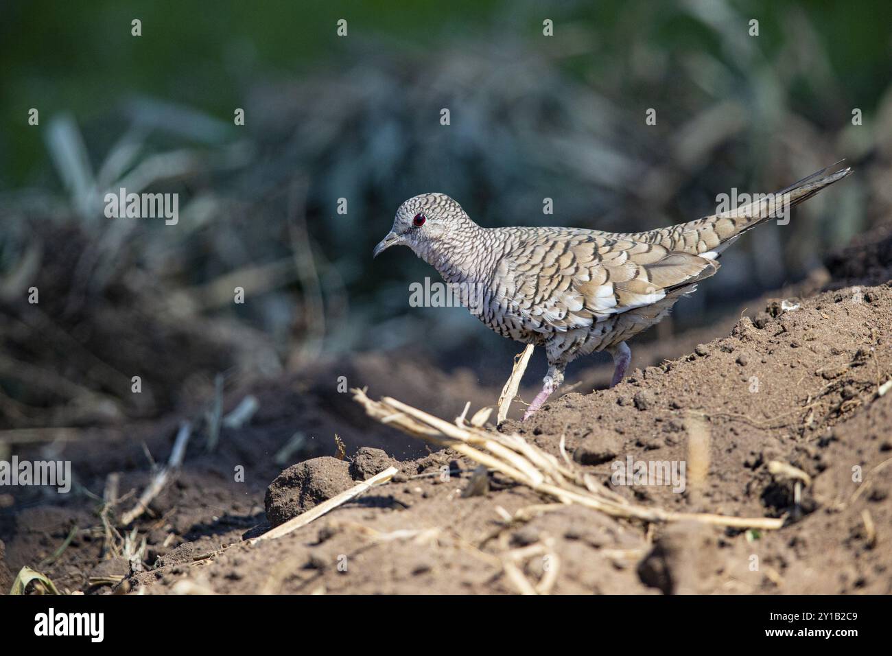Scaled pigeon (Columbina squammata) pantanal Brazil Stock Photo - Alamy