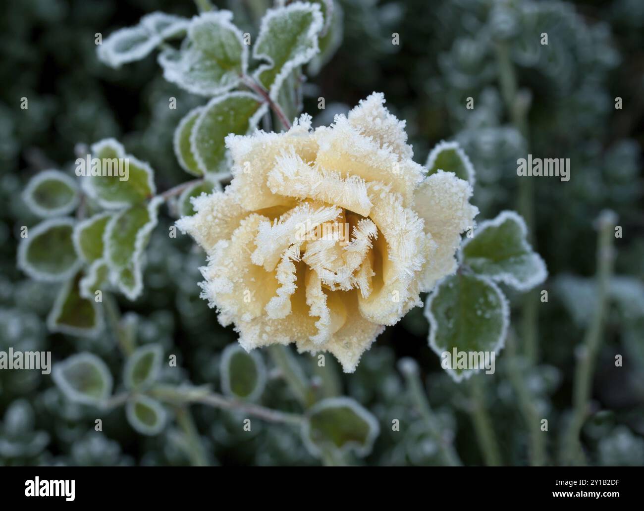 Pink flavours hi-res stock photography and images - Alamy