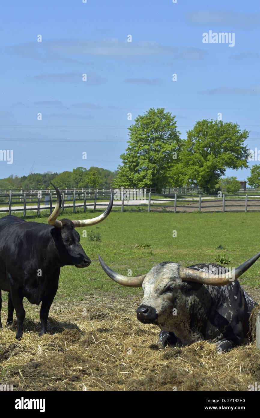 Urus aurochs cattle cattles hi-res stock photography and images - Alamy
