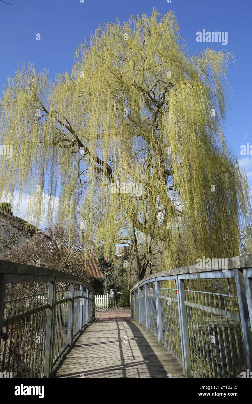 Weeping willow with pedestrian bridge in Bad Oldesloe Stock Photo - Alamy