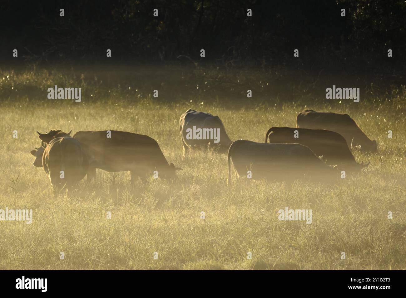 Morning stock hi-res stock photography and images - Alamy