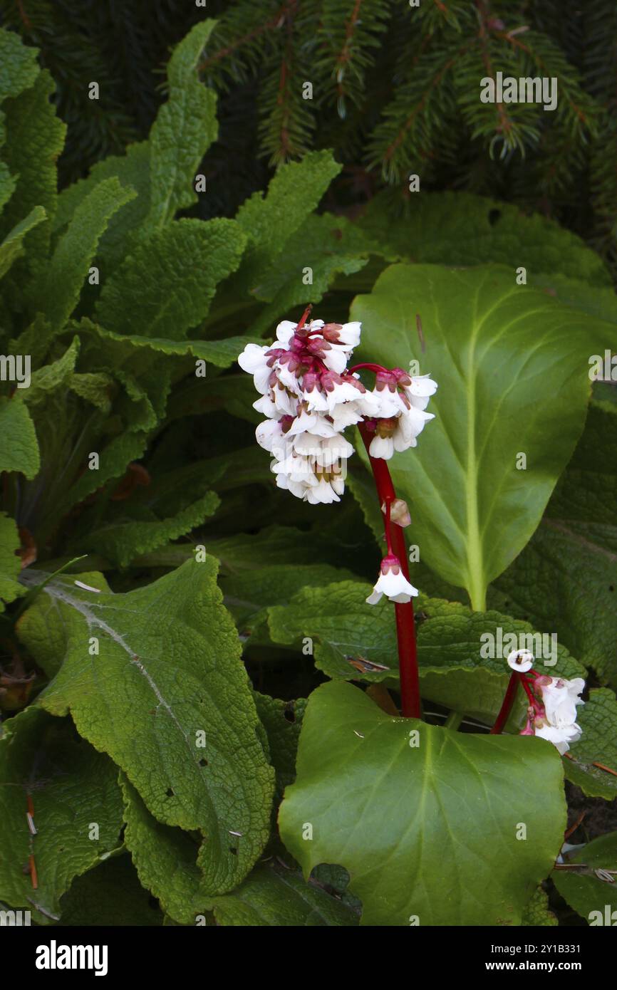 Elephant ears plant bergenia hi-res stock photography and images - Alamy