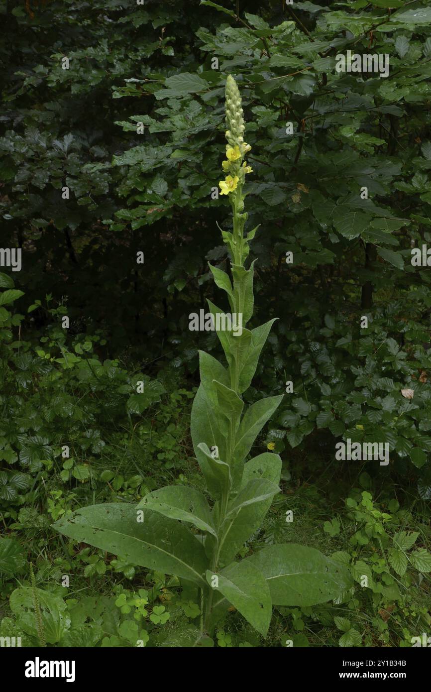 Mullein velvet plant in hi-res stock photography and images - Alamy