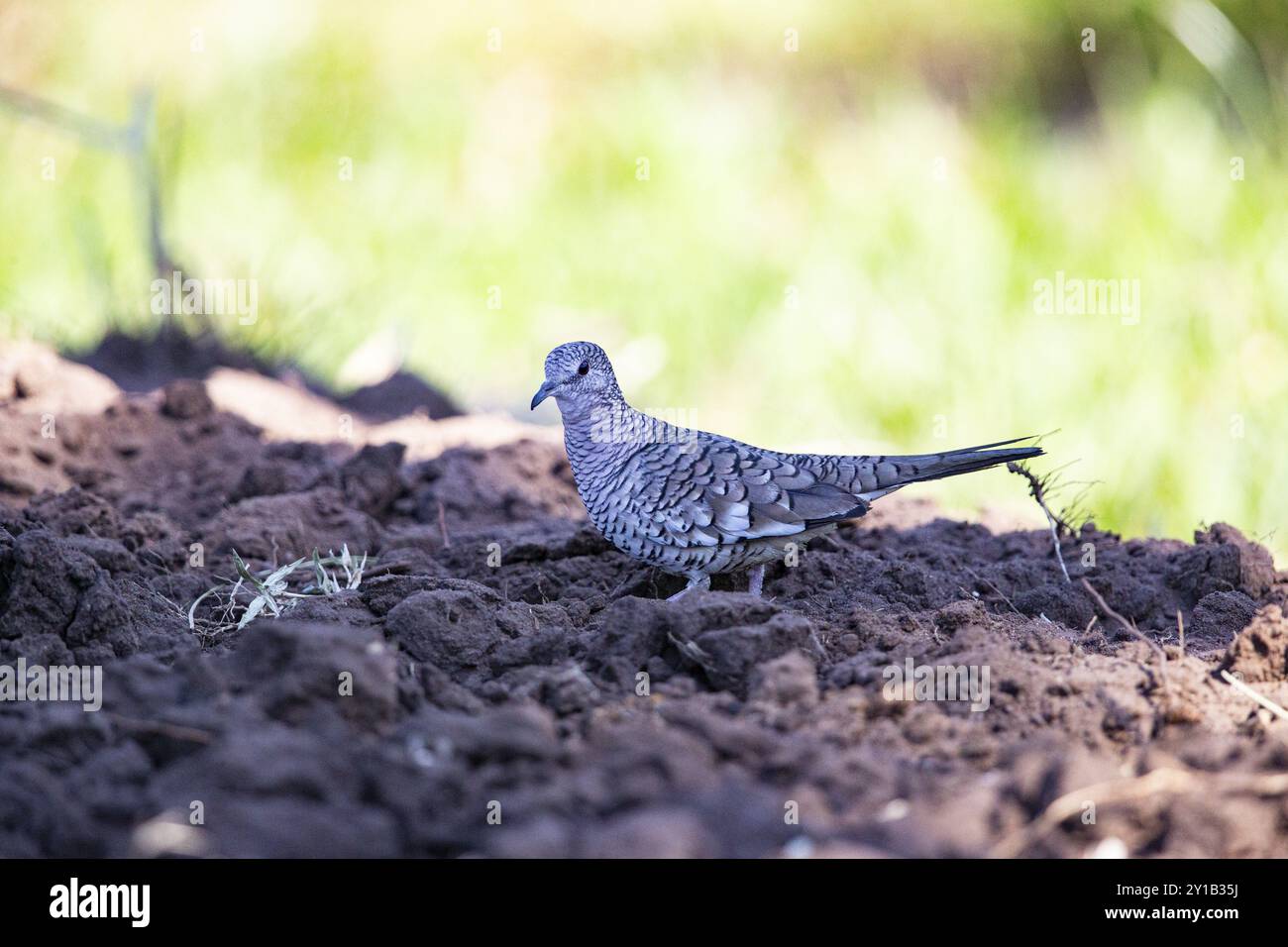 Scaled pigeon (Columbina squammata) pantanal Brazil Stock Photo - Alamy
