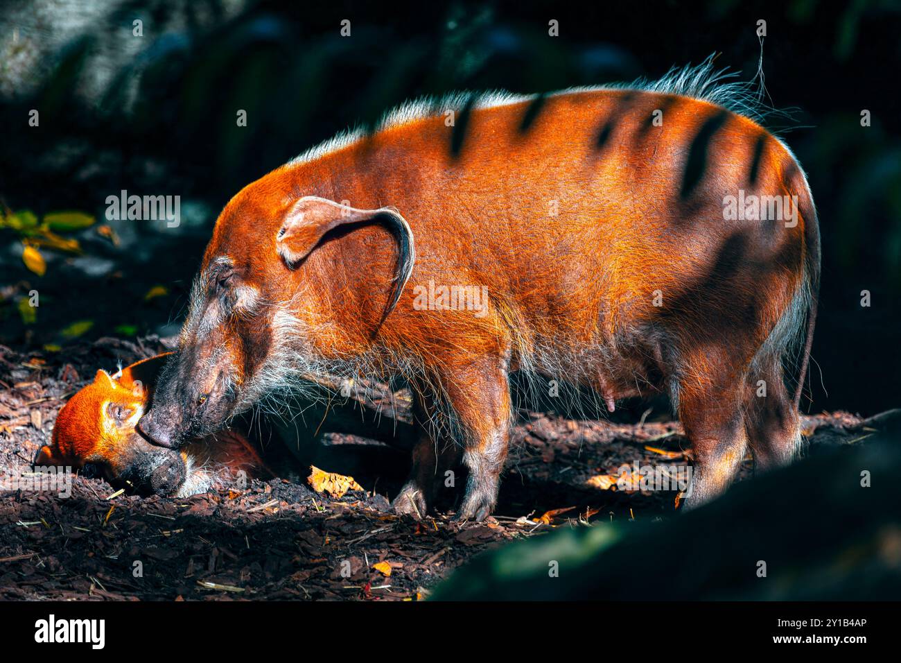 Red river hog baby hi-res stock photography and images - Alamy