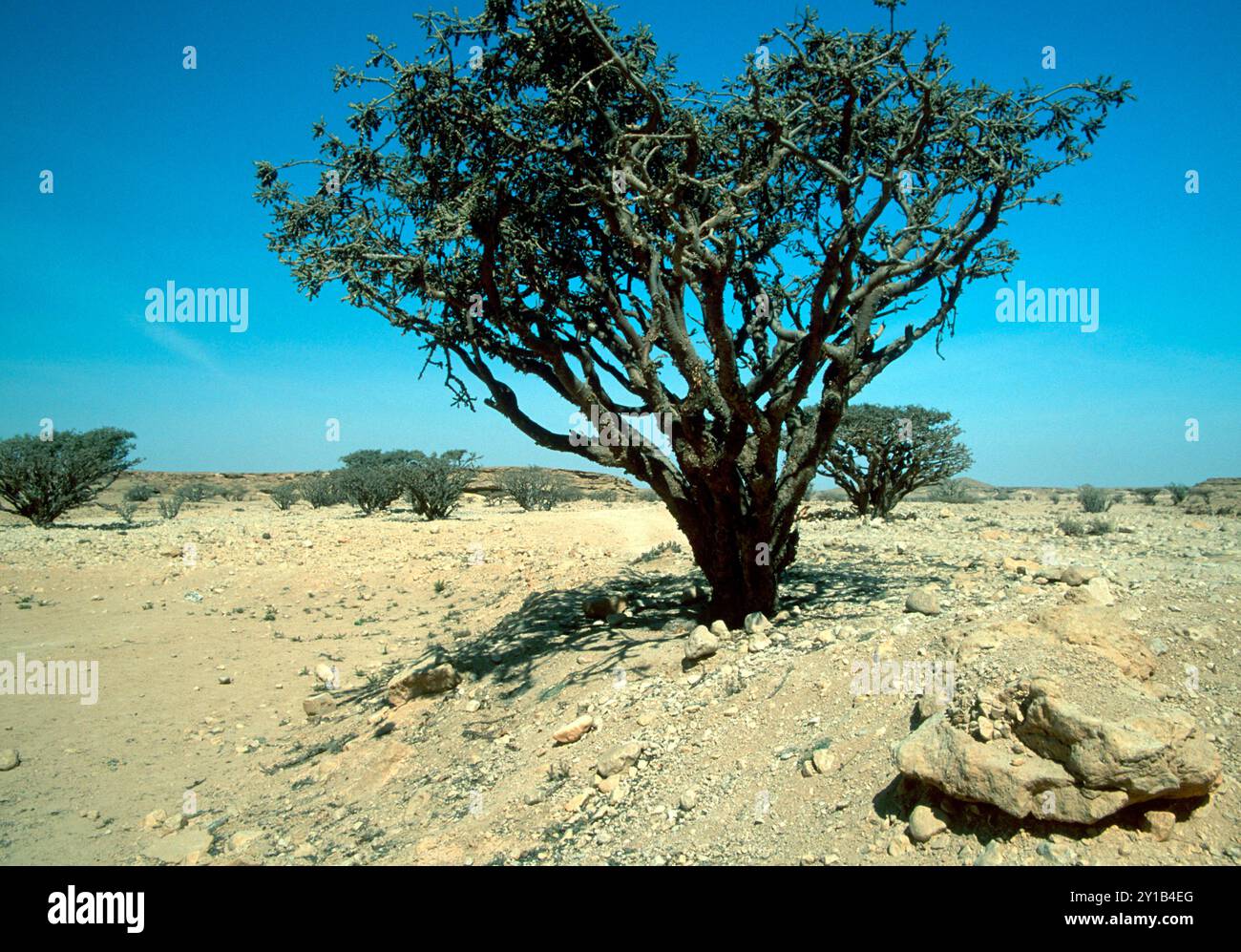 Boswelia sacra hi-res stock photography and images - Alamy