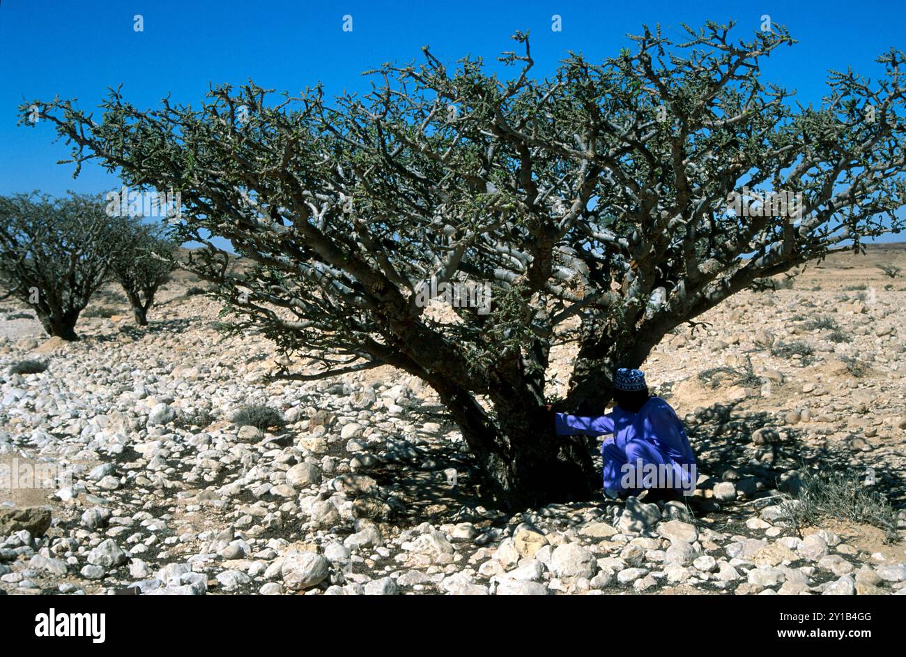 Oman dhofar not desert trees hi-res stock photography and images - Alamy