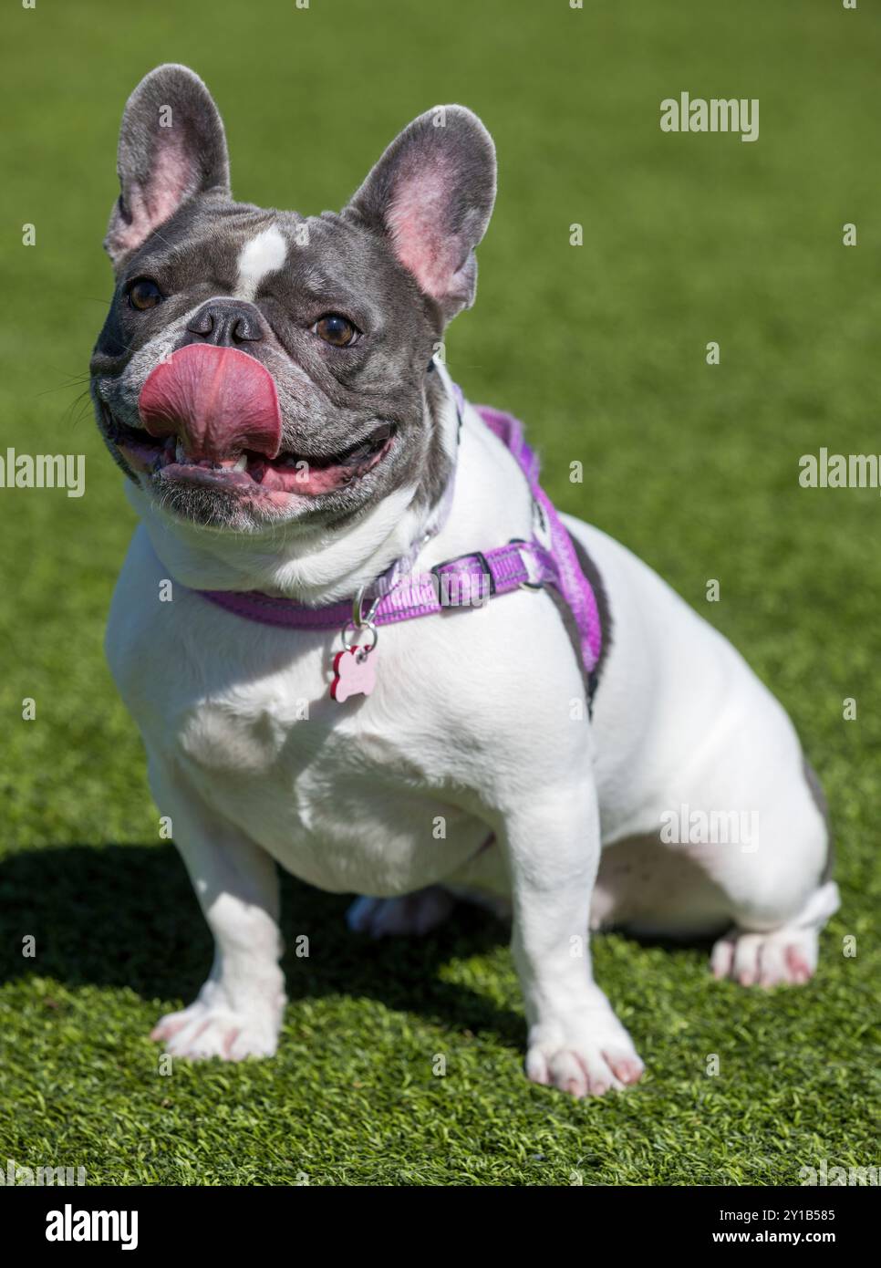 White-Lilac Piebald Female Frenchie Sitting with Tongue Sticking Out ...