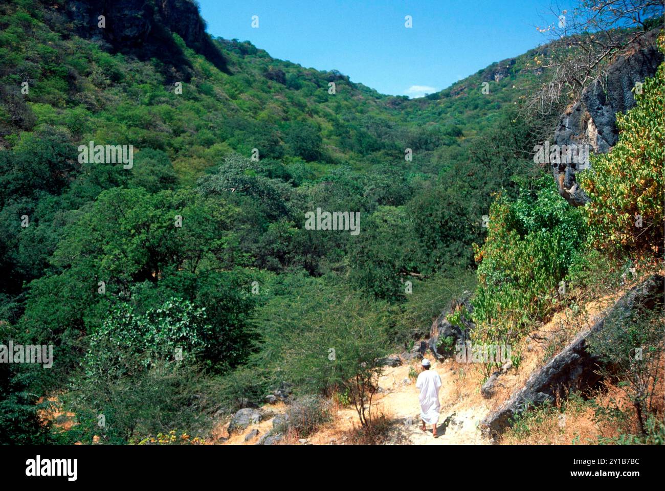 Jebel tree clad hills in Dhofar, Oman Stock Photo - Alamy