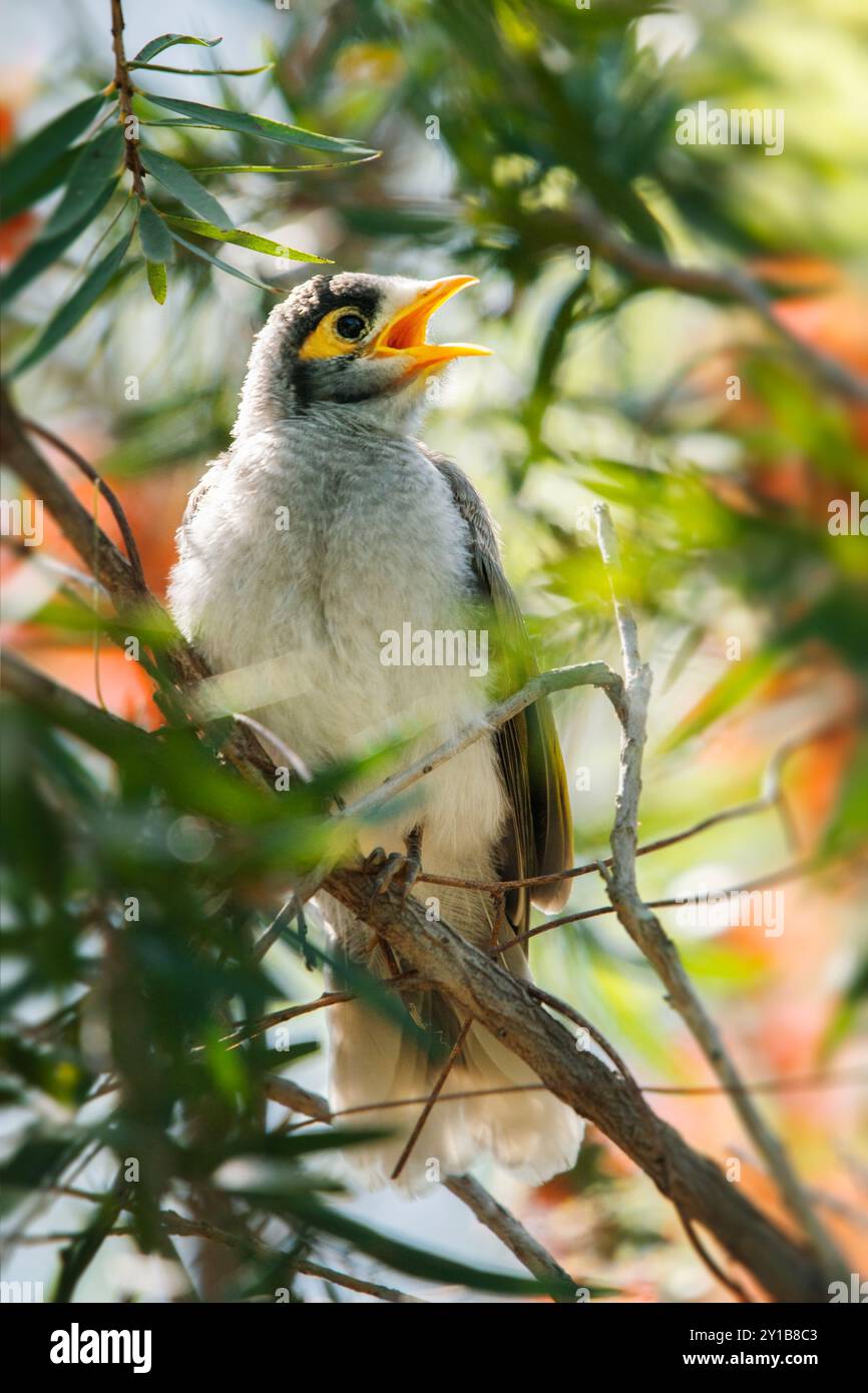 Baby fledgling Noisy Miner bird calling out in a bottlebrush tree Stock ...