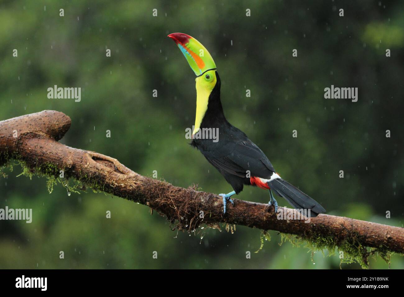 Keel-billed toucan (Ramphastos sulfuratus) from Costa Rica doing a call ...