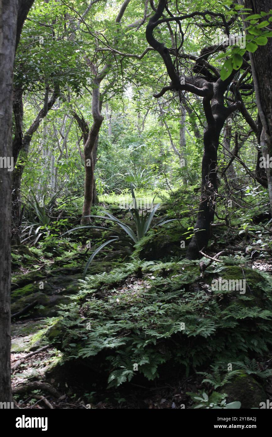 Tropical dry forest in Parque Nacional Santa Rosa, Costa Rica Stock ...
