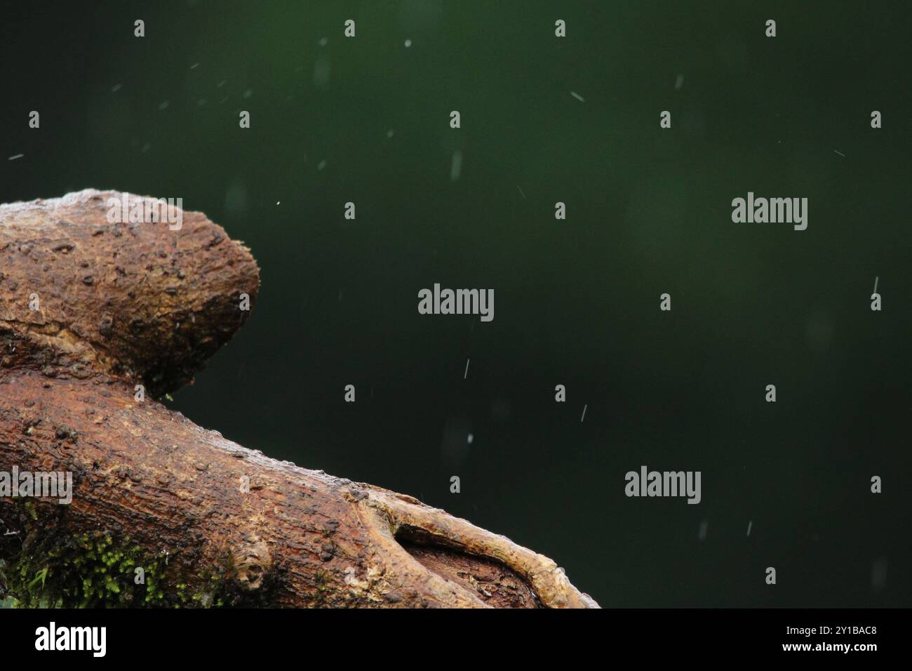 Tree branch in tropical rainforest of Costa Rica Stock Photo - Alamy
