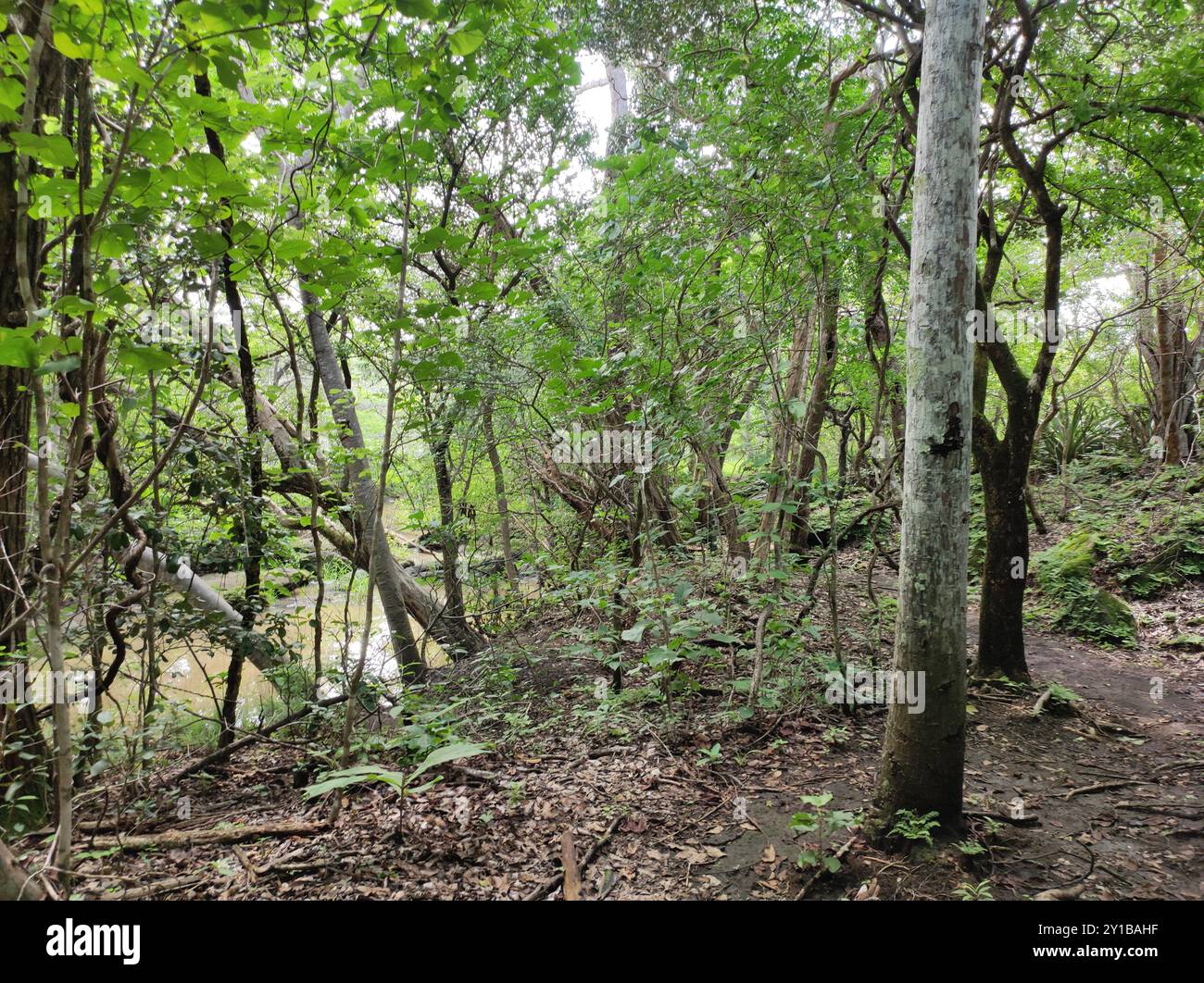 Tropical dry forest in Parque Nacional Santa Rosa, Costa Rica Stock ...