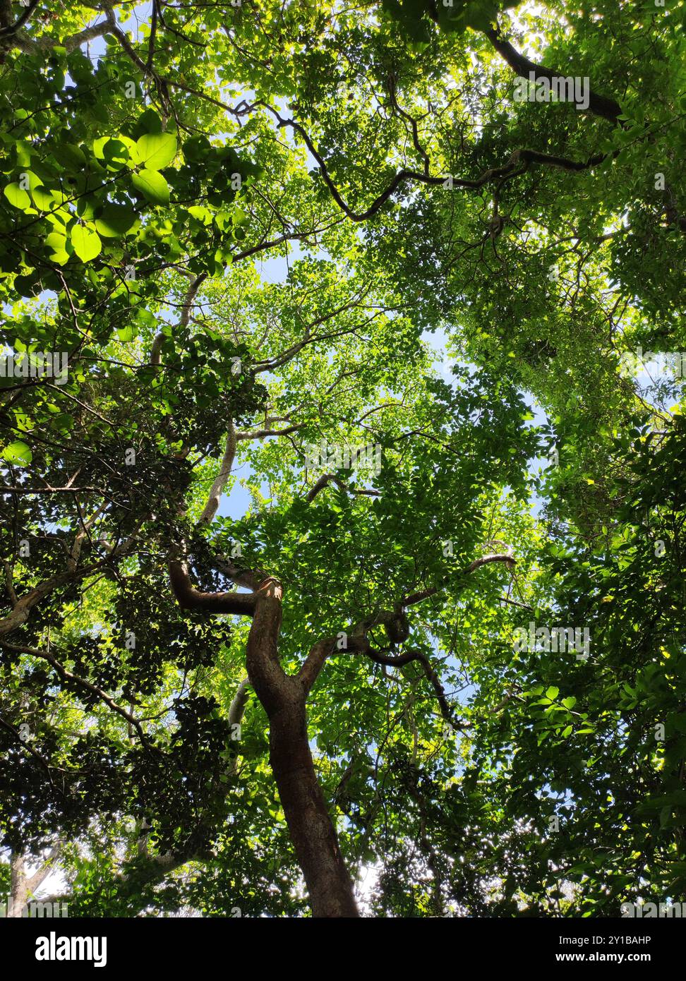 Tree in the tropical dry forest Stock Photo - Alamy
