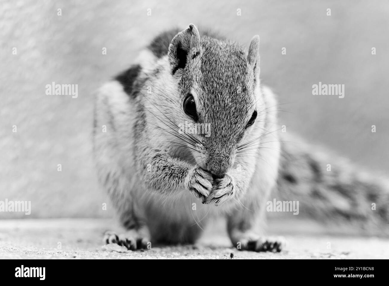 Nut squirrel Black and White Stock Photos & Images - Alamy