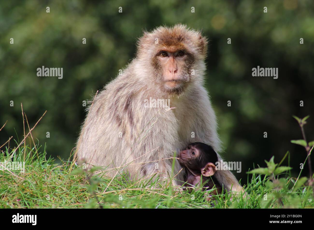 Barbary Macaque (Macaca sylvanus Stock Photo - Alamy