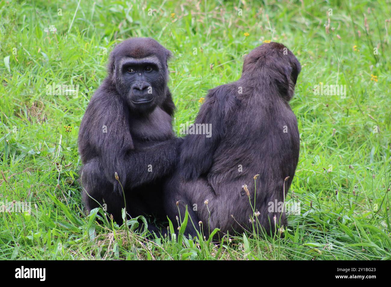 Western Lowland Gorilla (Gorilla gorilla Stock Photo - Alamy