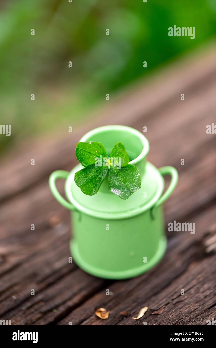 Four-leaf clover in green bucket in nature, natural background, symbol ...