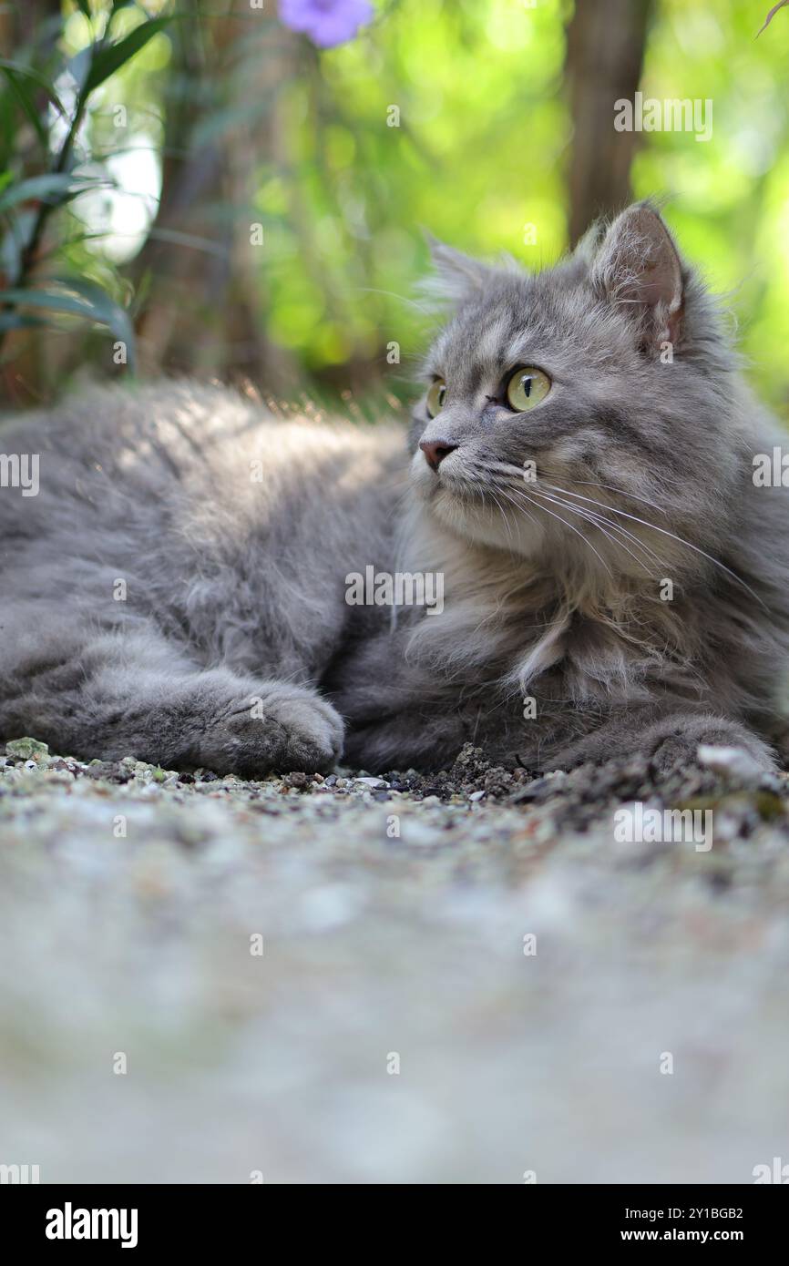 A grey, fluffy cat with striking yellow eyes peeks out from behind a ...
