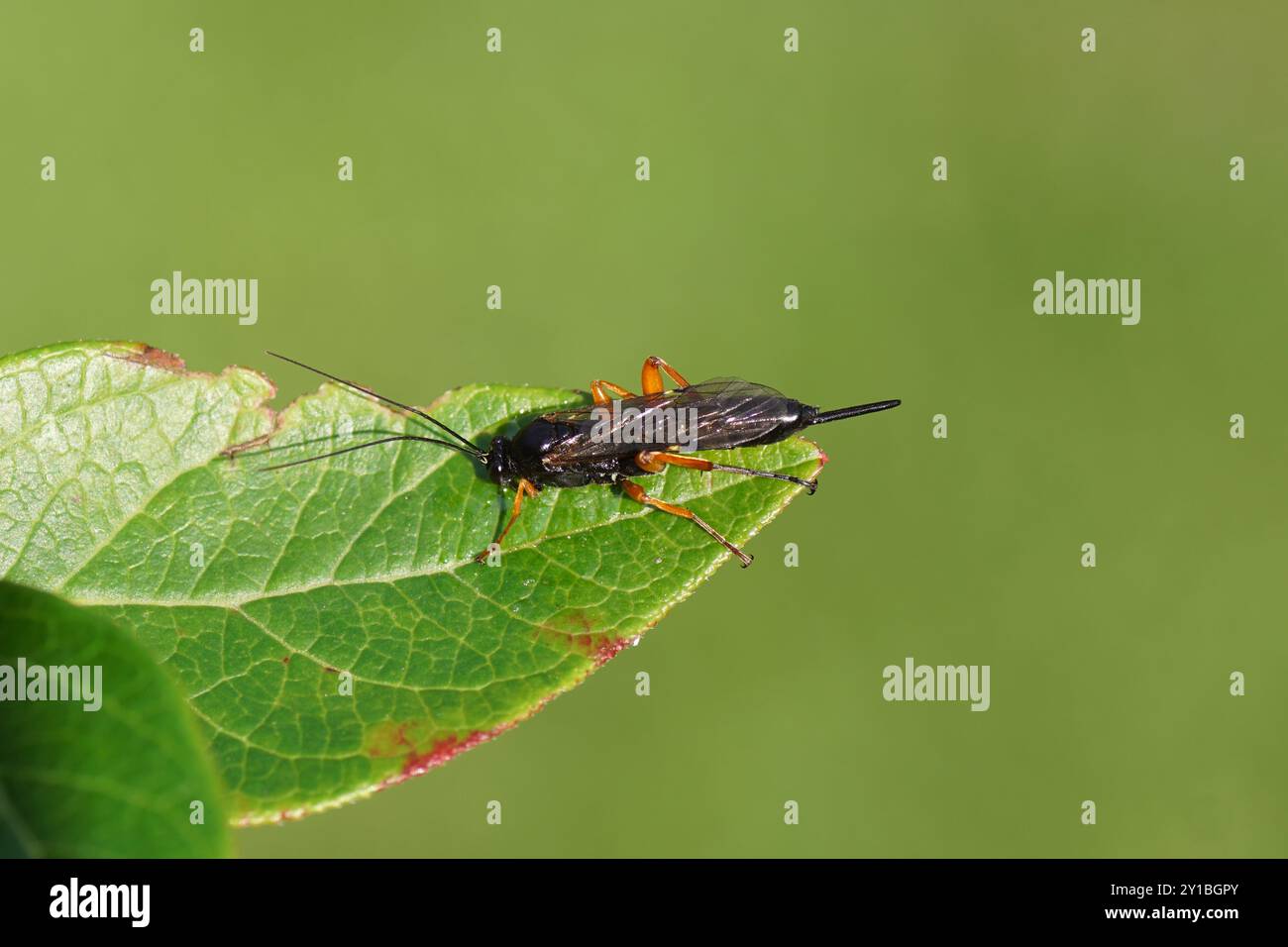 Female Pimpla rufipes, the black slip wasp, family Ichneumonidae. On a ...
