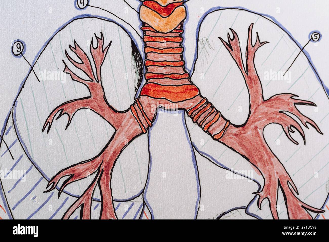 ink drawing of the structure of the human respiratory organ lungs with ...