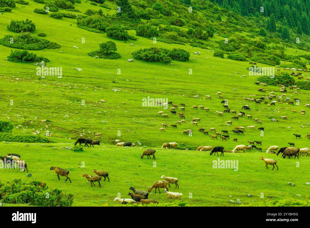 free-range grass-fed sheep are grazing on green grass mountain slope at ...