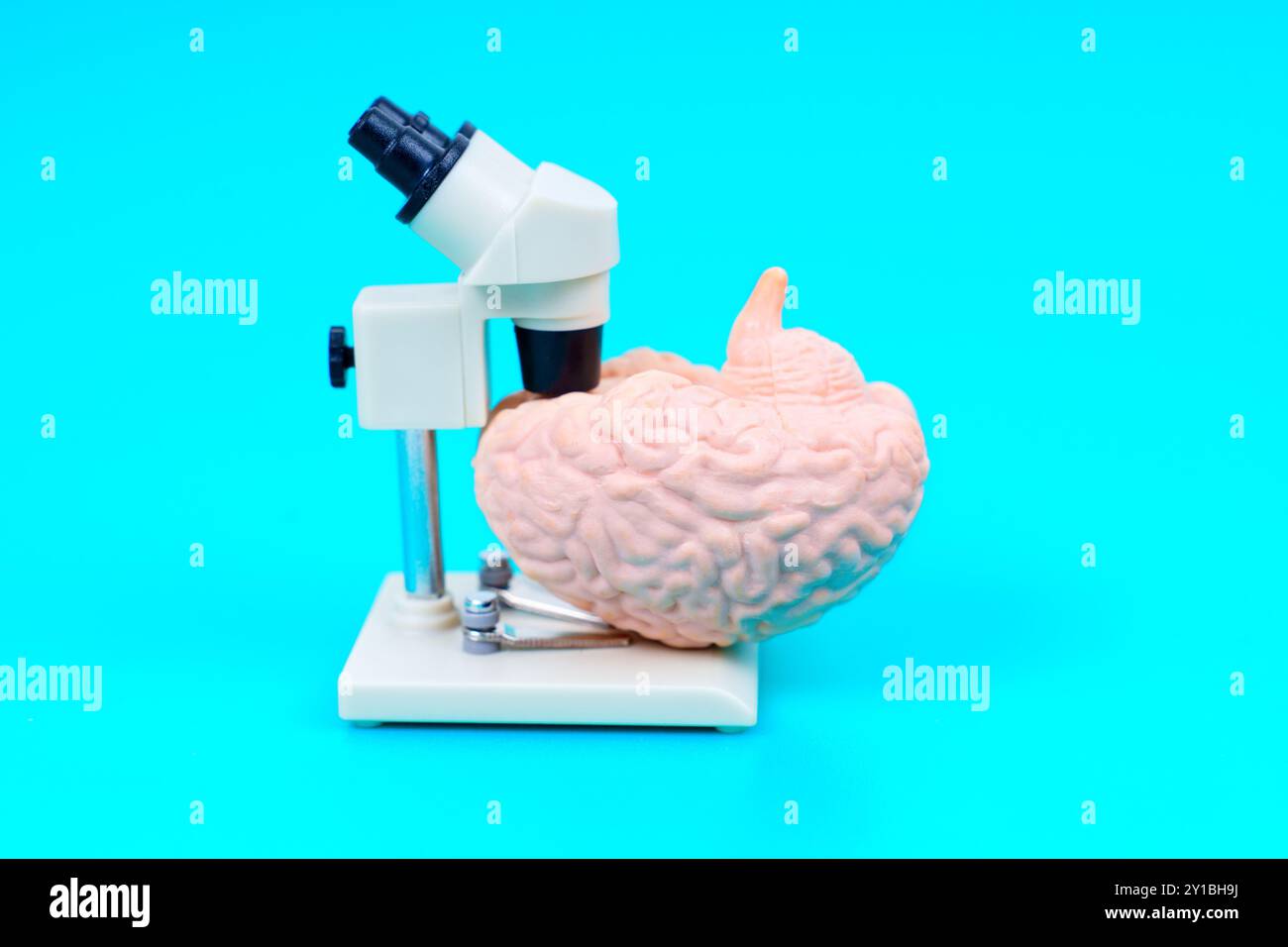 Brain model positioned under microscope on a bright blue background, illustrating anatomical ...