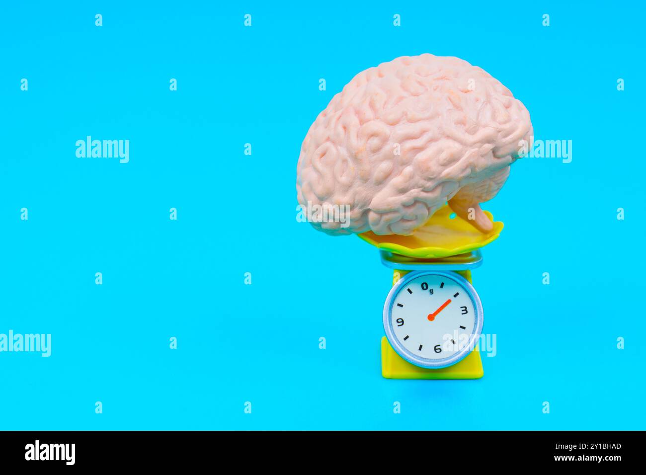 Plastic model of a human brain positioned on a scale, representing the ...