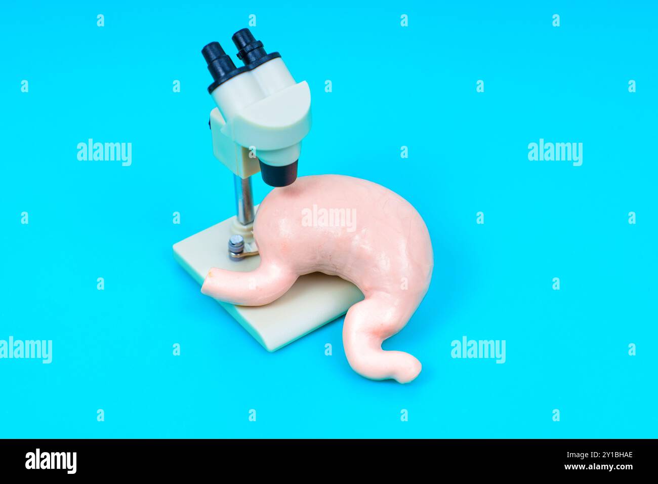 Anatomical stomach model viewed under a microscope, placed on vibrant ...