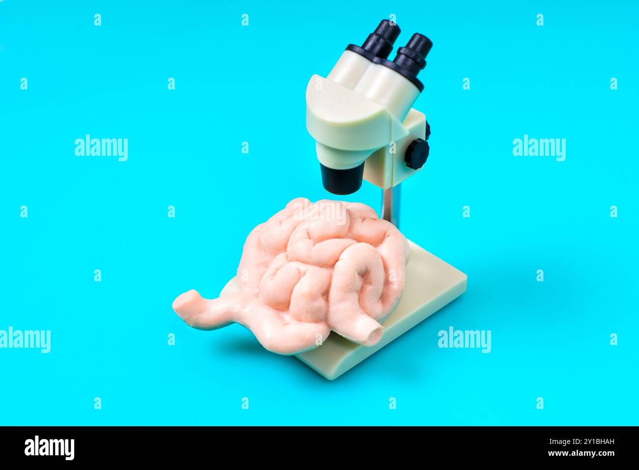 Clear intestine model observed under microscope, useful for visual ...