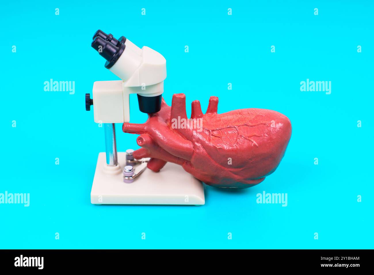 Realistic anatomical heart model placed beside a microscope ...