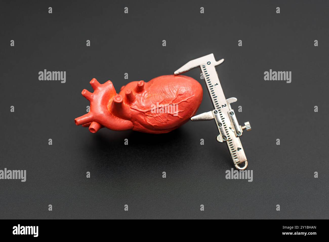 Measured detailed heart model with caliper tool showcasing anatomical ...