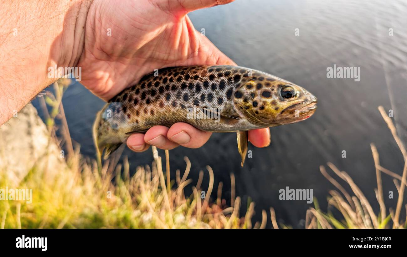 Beautiful fish wild brown trout caught on spinner on river at Galway ...