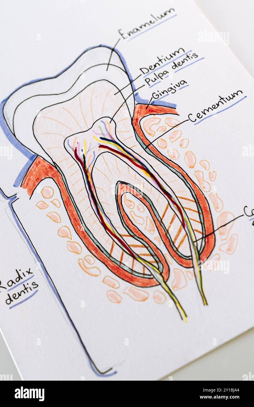 tooth cut anatomy layout outline illustration Stock Photo - Alamy