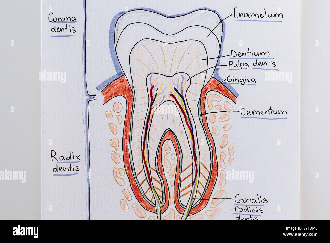 tooth cut anatomy layout outline illustration Stock Photo - Alamy