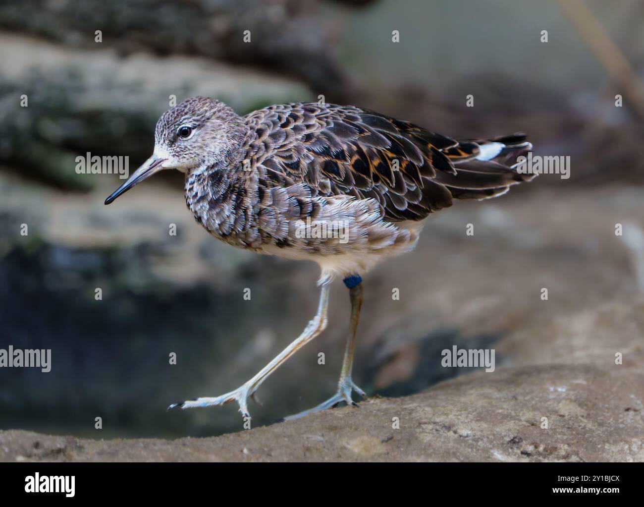 Little Stint Tringa minuta A Small Wader Bird Migrating Across Europe ...