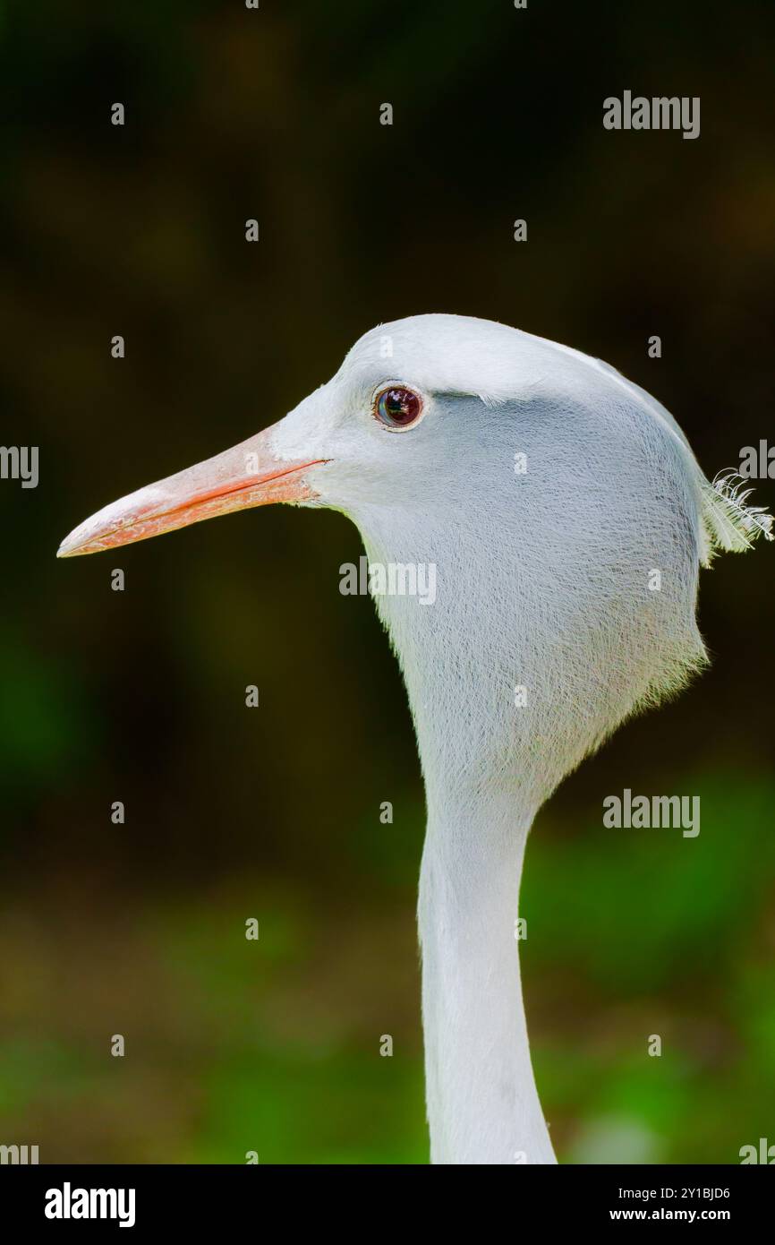 Closeup of a Rare and Beautiful Bird with Unique Features and Striking ...