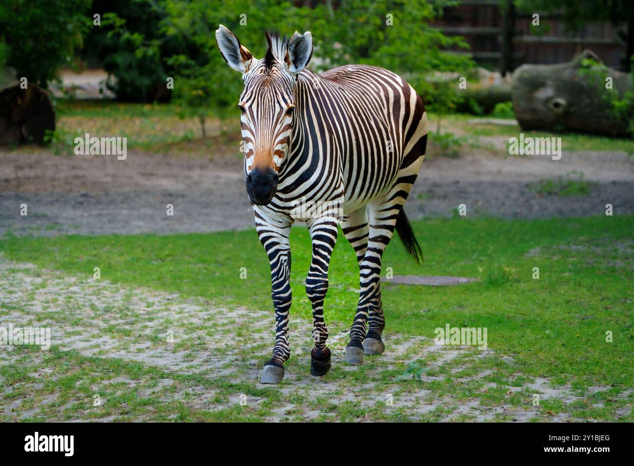 Striped African Grevys Zebra Walking on Grassy Field Under Sunlight ...