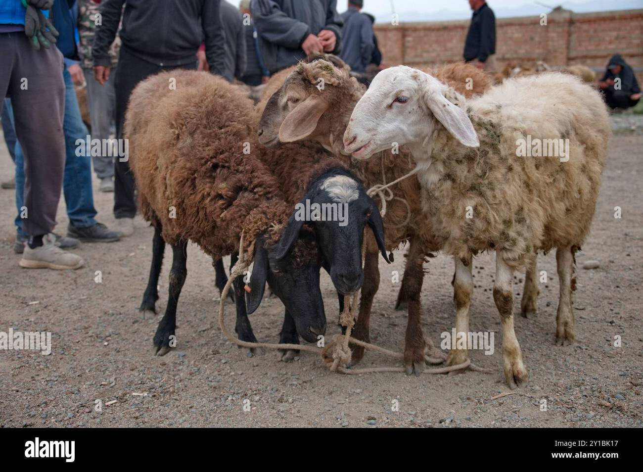 Group of goats on Animal market in Kyrgyzstan Stock Photo - Alamy
