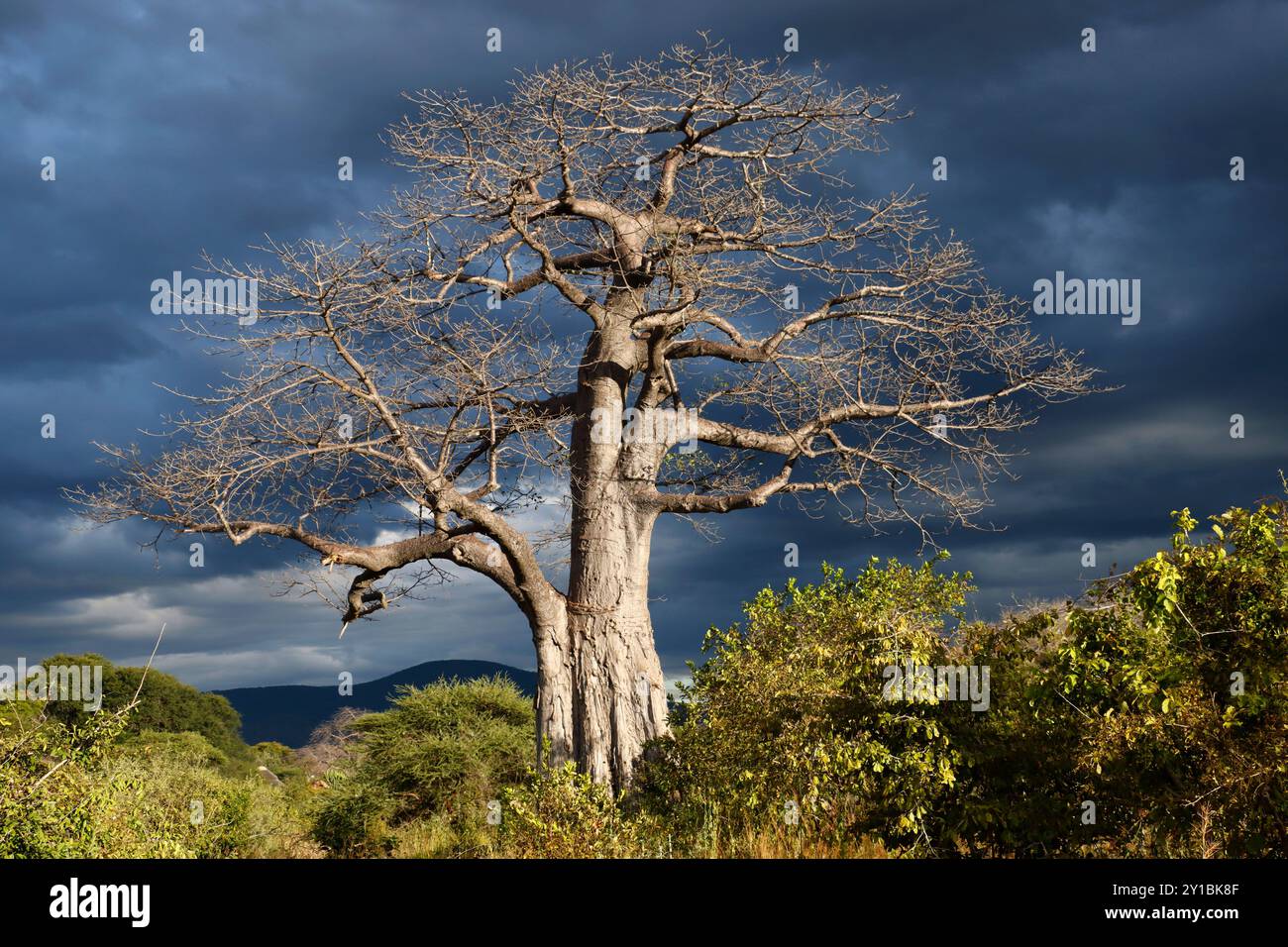 The distinctive shape of the Baobab is iconic for the drier parts of ...