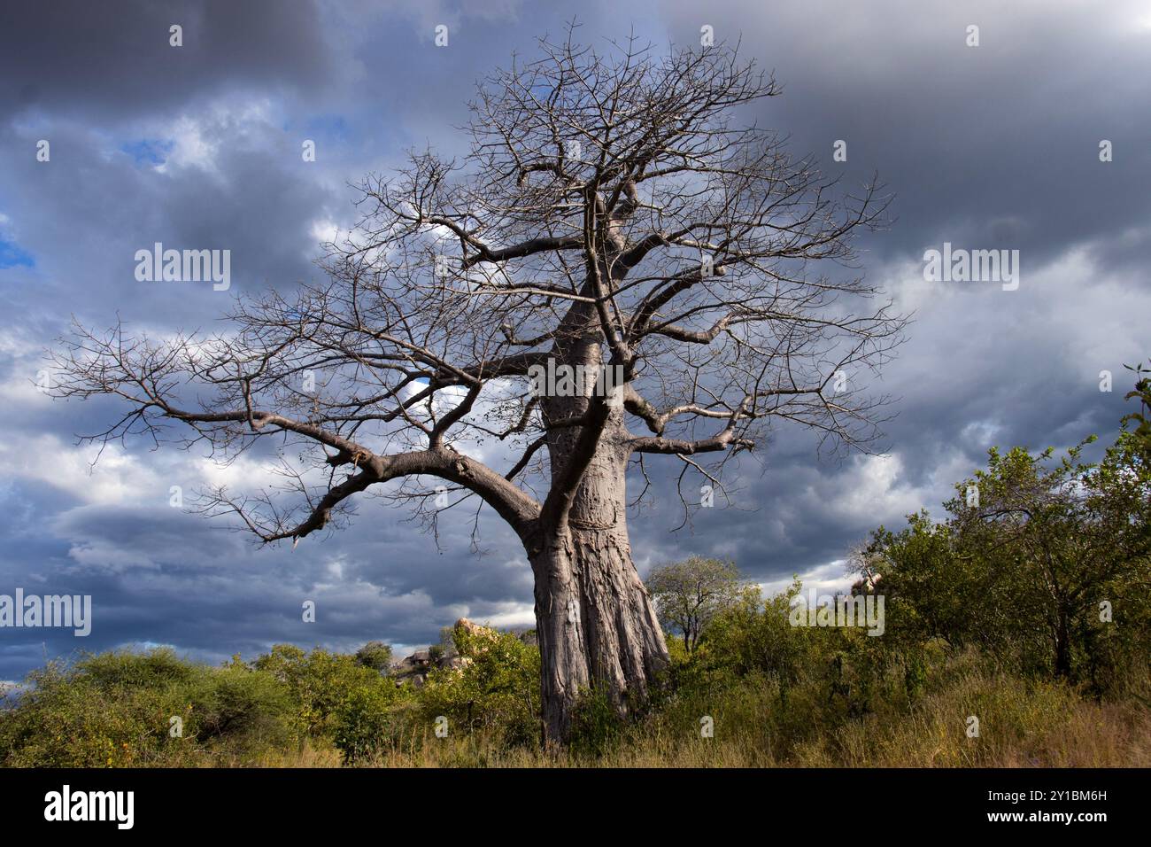 The distinctive shape of the Baobab is iconic for the drier parts of ...