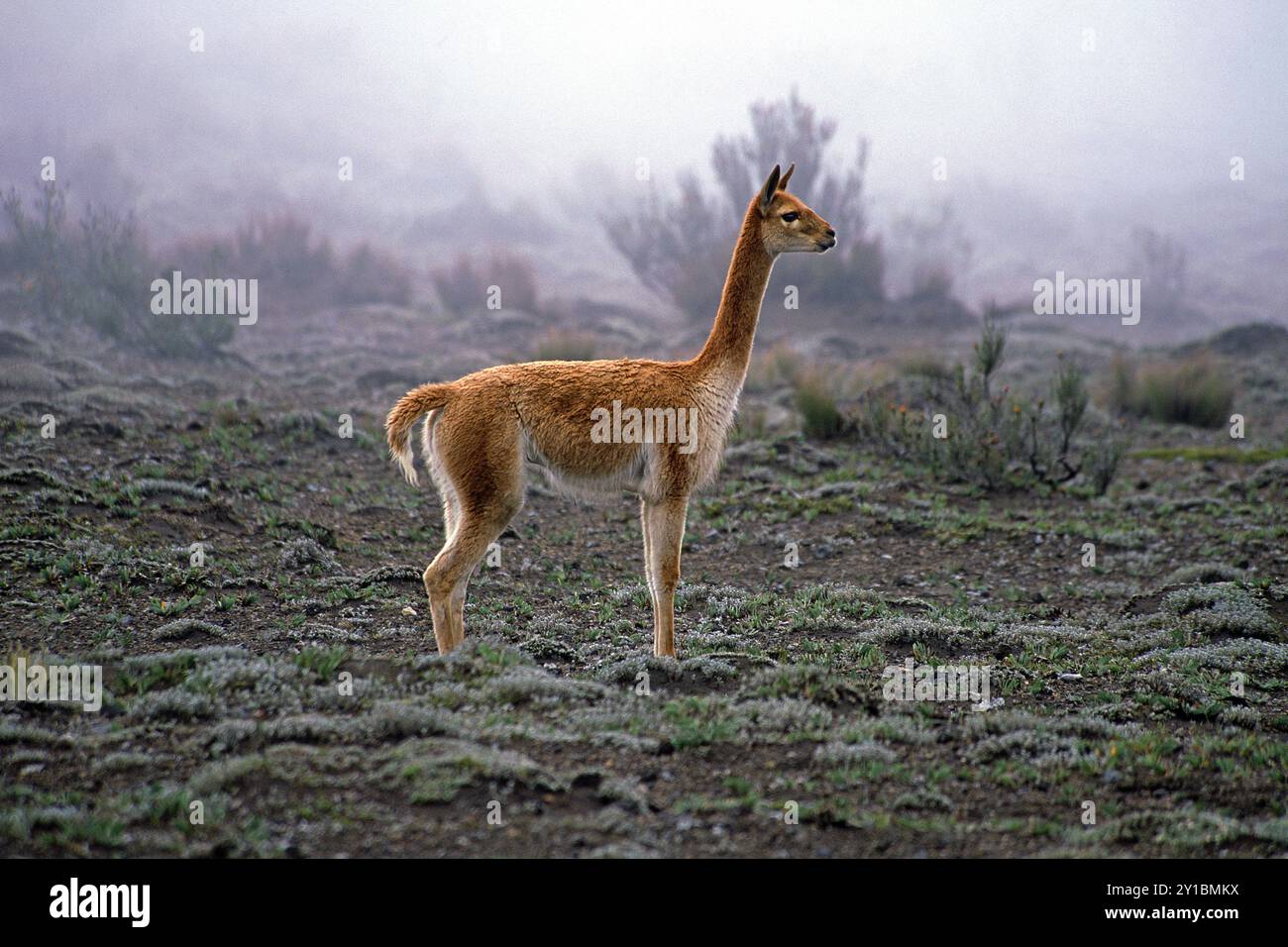 Lama guanicoe guanaco hi-res stock photography and images - Alamy